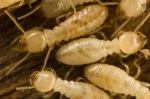 Small Trades: Eating Termites for Snack / Les Petits Métiers: Savourer ...