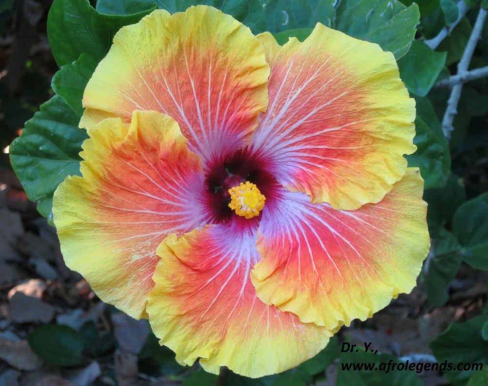Hibiscus Flower – Harmonious Day – African Heritage