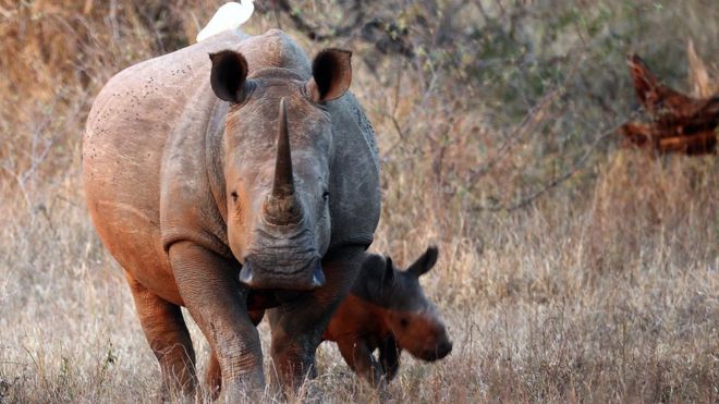 How to Fly a Rhino – African Heritage