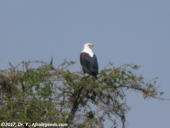 The Eagle and the Tortoise – African Heritage