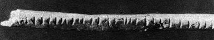 Lebombo bone – African Heritage