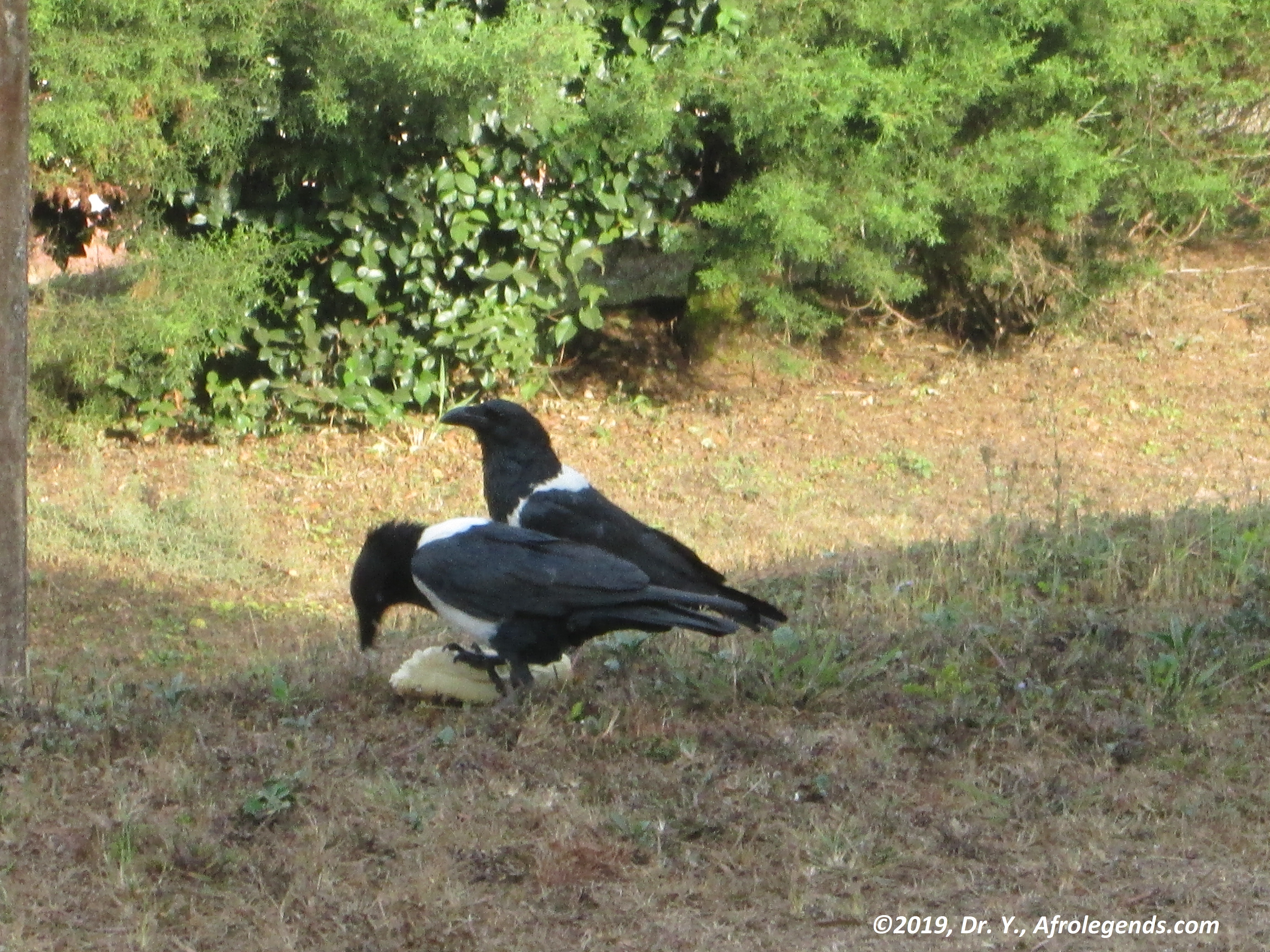 The African Crow: The Crow with a Nike Collar – African Heritage