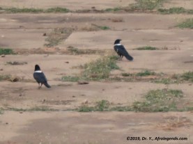 The African Crow: The Crow with a Nike Collar – African Heritage
