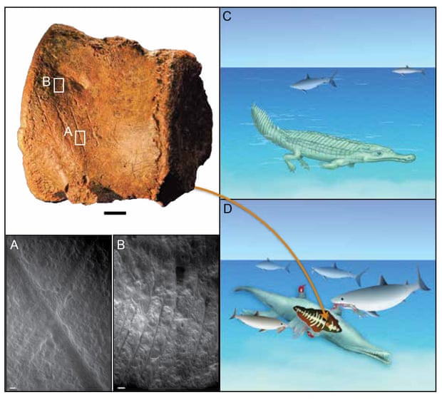 The Sahara was Home to World’s Largest Sea Creatures – African Heritage