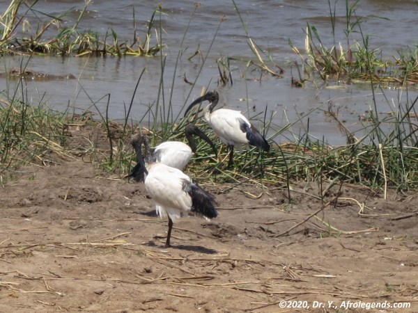 The Ibis, the Sacred Bird of Ancient Egypt – African Heritage
