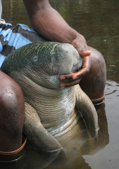 Saving the Manatee: A Conservation Mission to save Africa’s Sea Mammals ...