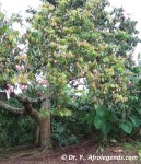 The Safou and Hazel Trees – African Heritage