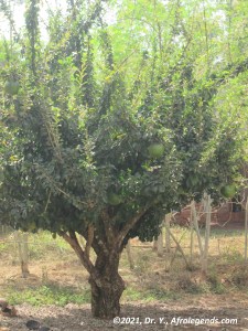 The Calabash : An Indispensable Fruit/Tree in African Culture – African ...