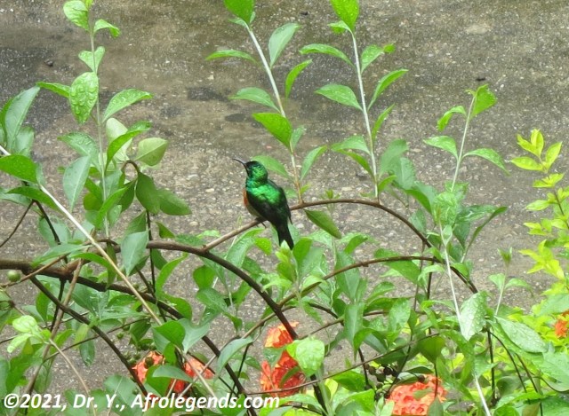 African Bird: The Bronzy Sunbird (Souimanga Bronzé) – African Heritage
