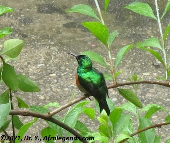Les colibris dans la sagesse Sotho / Hummingbirds in Sotho Wisdom ...
