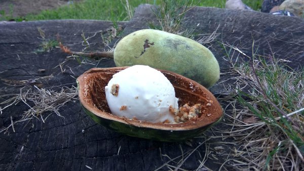 Egusi Ice Cream Anyone? Caterpillar Ice Cream? … What about African ...