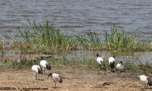 The Ibis, the Sacred Bird of Ancient Egypt – African Heritage
